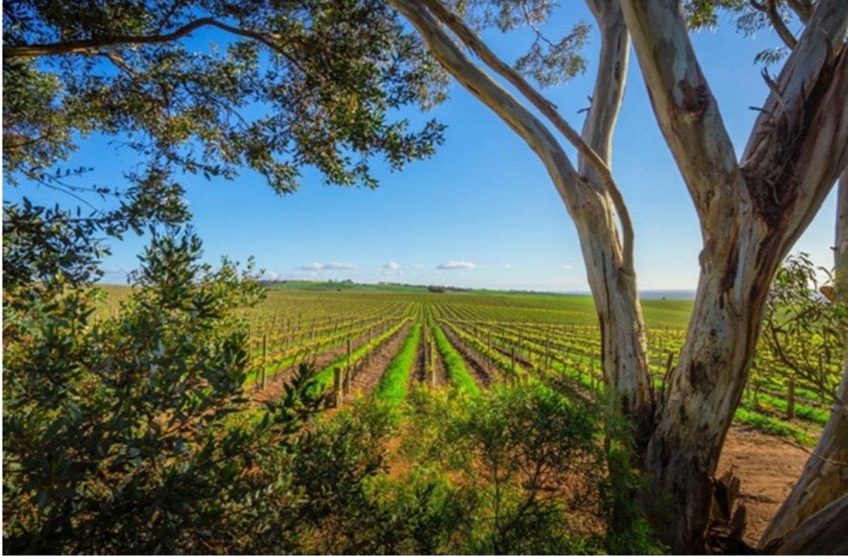 10 Vineyard Management Services in Sonoma